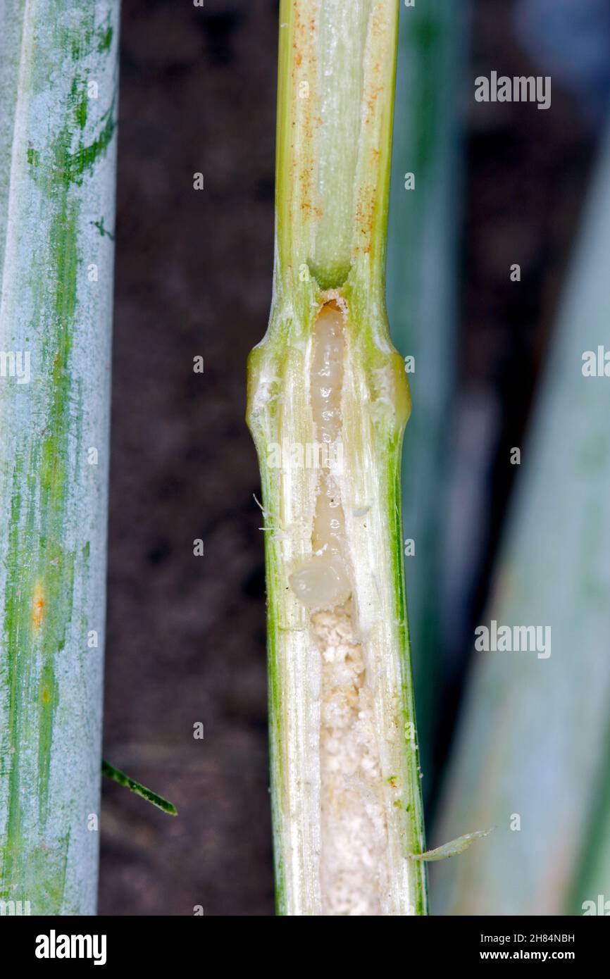 Cephus pygmaeus hi-res stock photography and images - Alamy