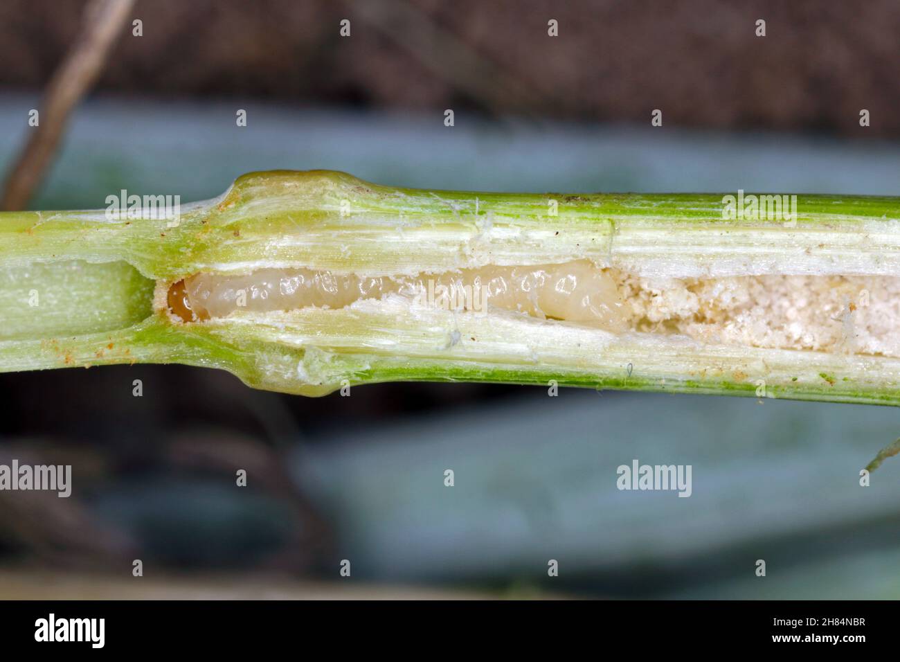 Cephus pygmaeus hi-res stock photography and images - Alamy