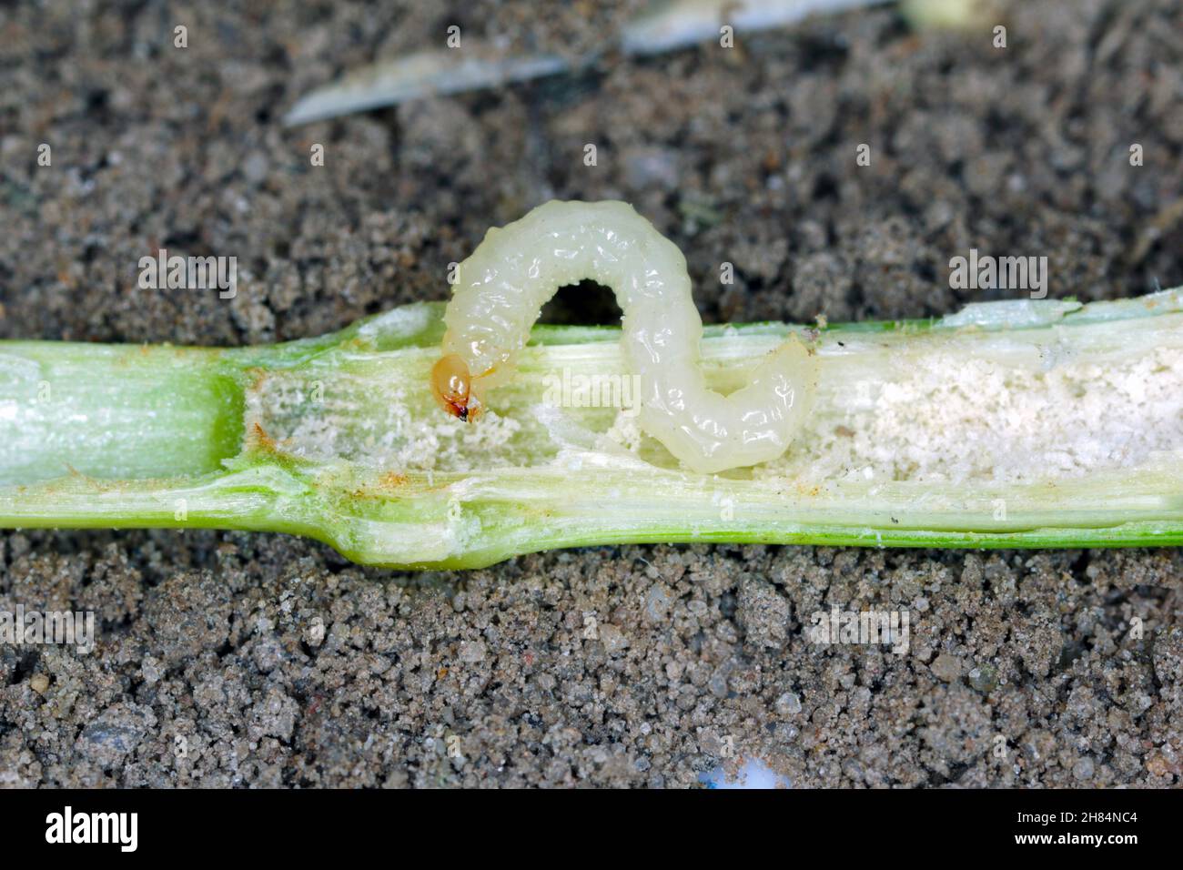 larva of Stem Borer Sawfly Cephus pygmaeus (Cephidae) inside the stalk ...