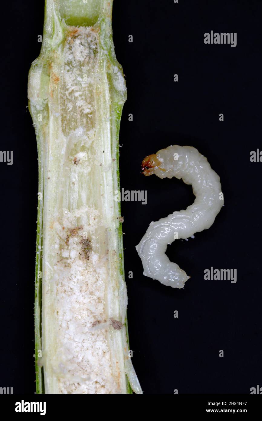 larva of Stem Borer Sawfly Cephus pygmaeus (Cephidae). It is a ...