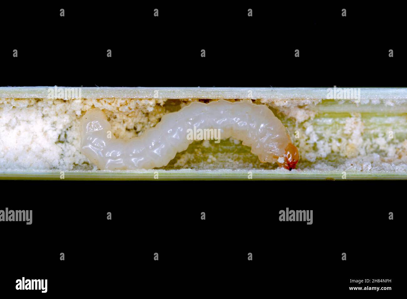 larva of Stem Borer Sawfly Cephus pygmaeus (Cephidae) inside the stalk ...
