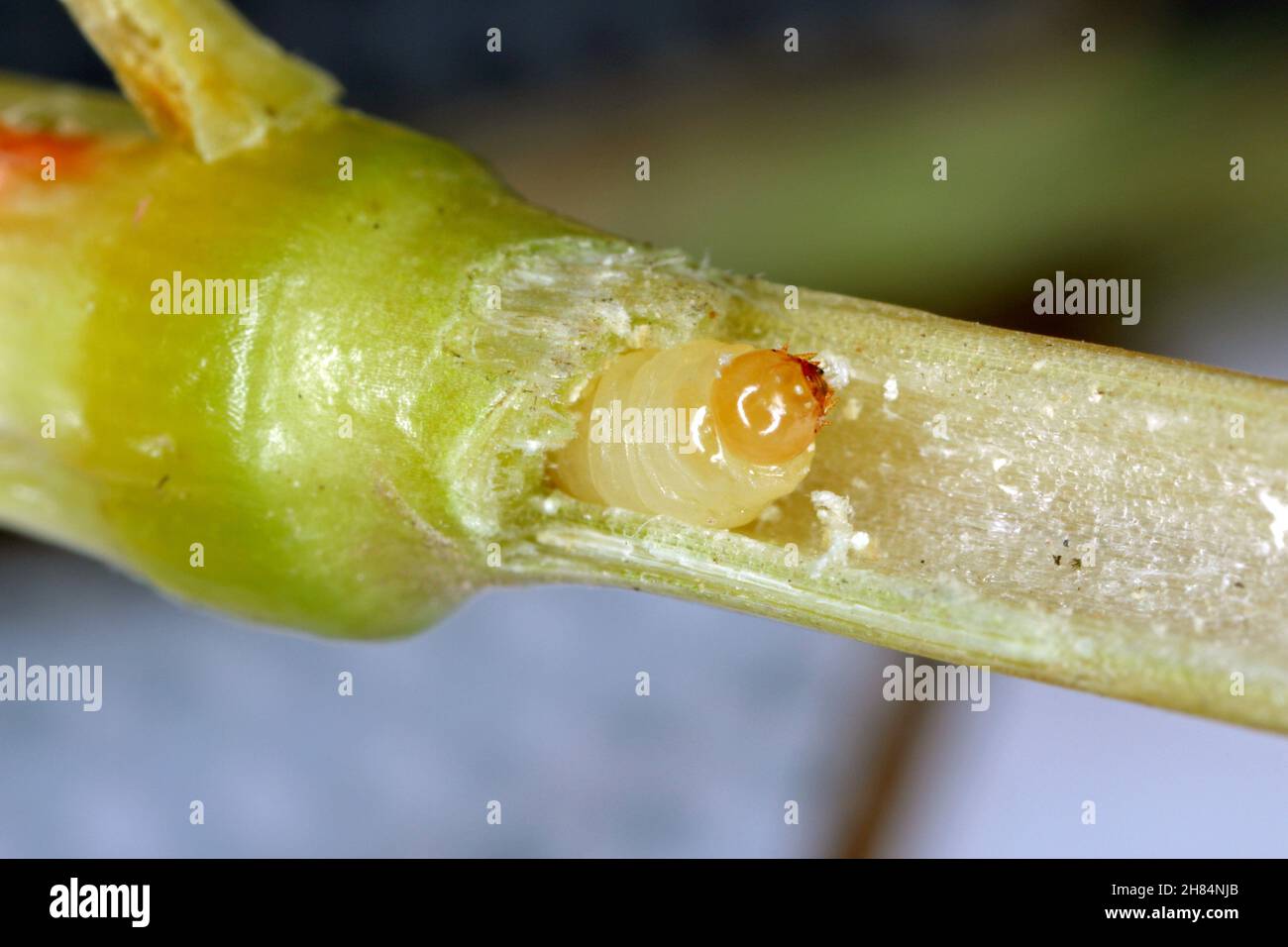 Cephus pygmaeus hi-res stock photography and images - Alamy