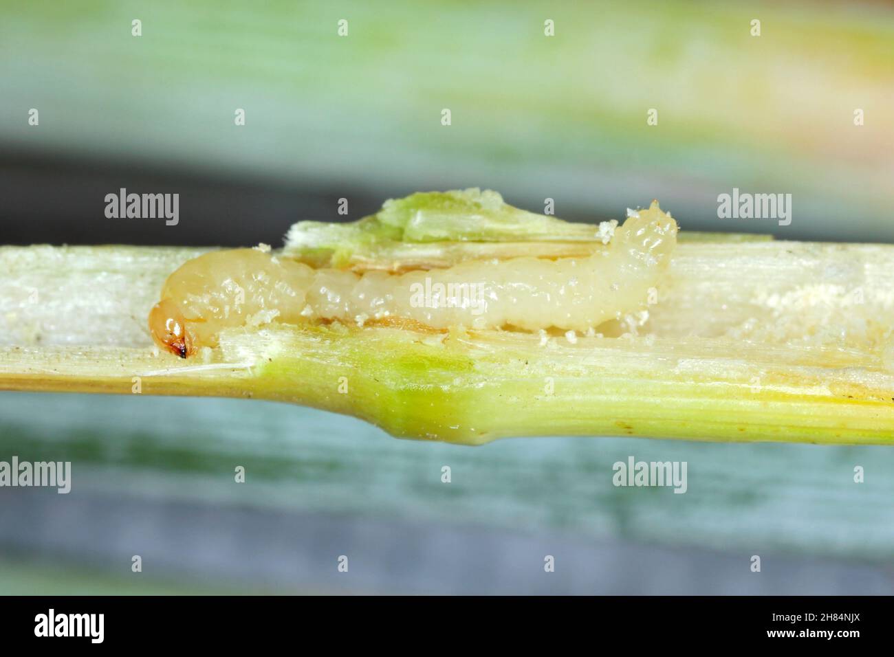 larva of Stem Borer Sawfly Cephus pygmaeus (Cephidae) inside the stalk ...
