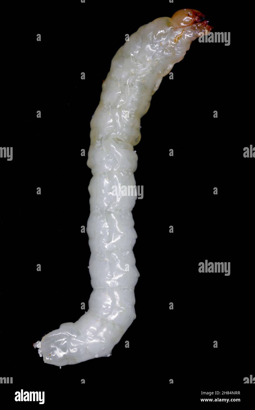 Cephus cinctus hi-res stock photography and images - Alamy