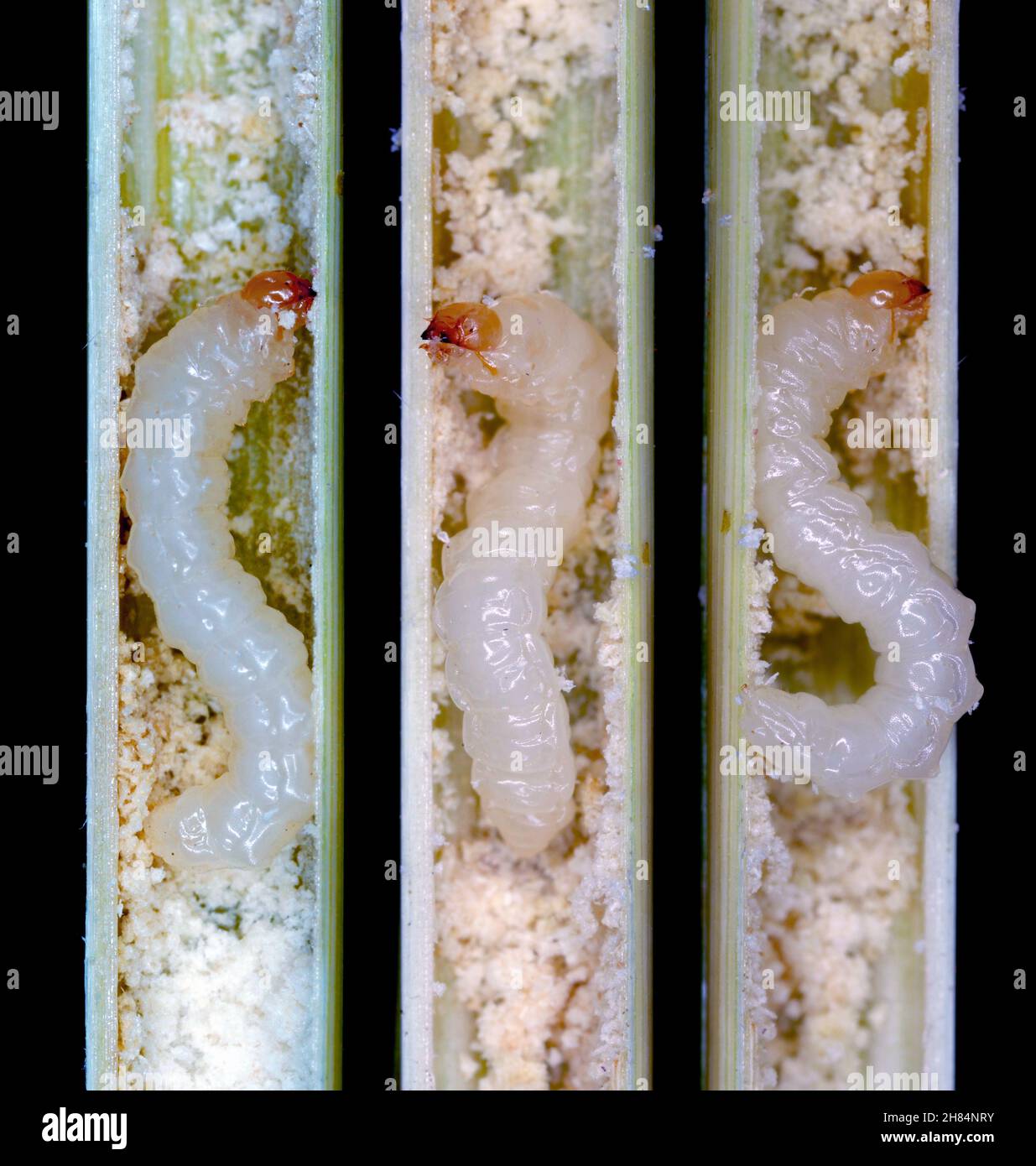 Stem sawflies hi-res stock photography and images - Alamy