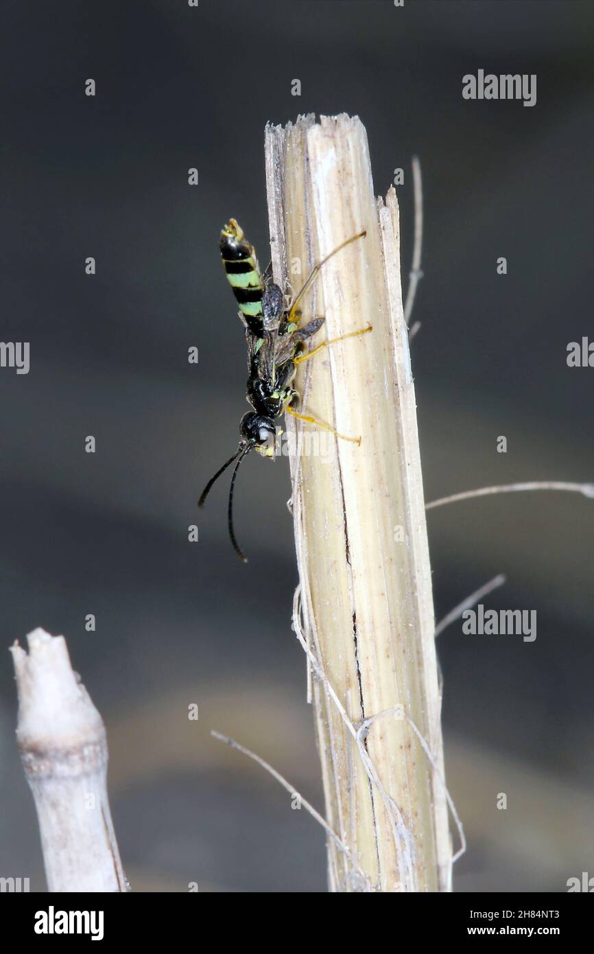 Young Stem Borer Sawfly Cephus pygmaeus (Cephidae) outgoing from the ...