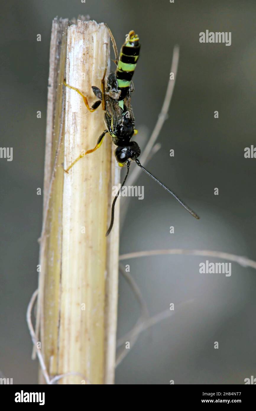 Cephus cinctus hi-res stock photography and images - Alamy