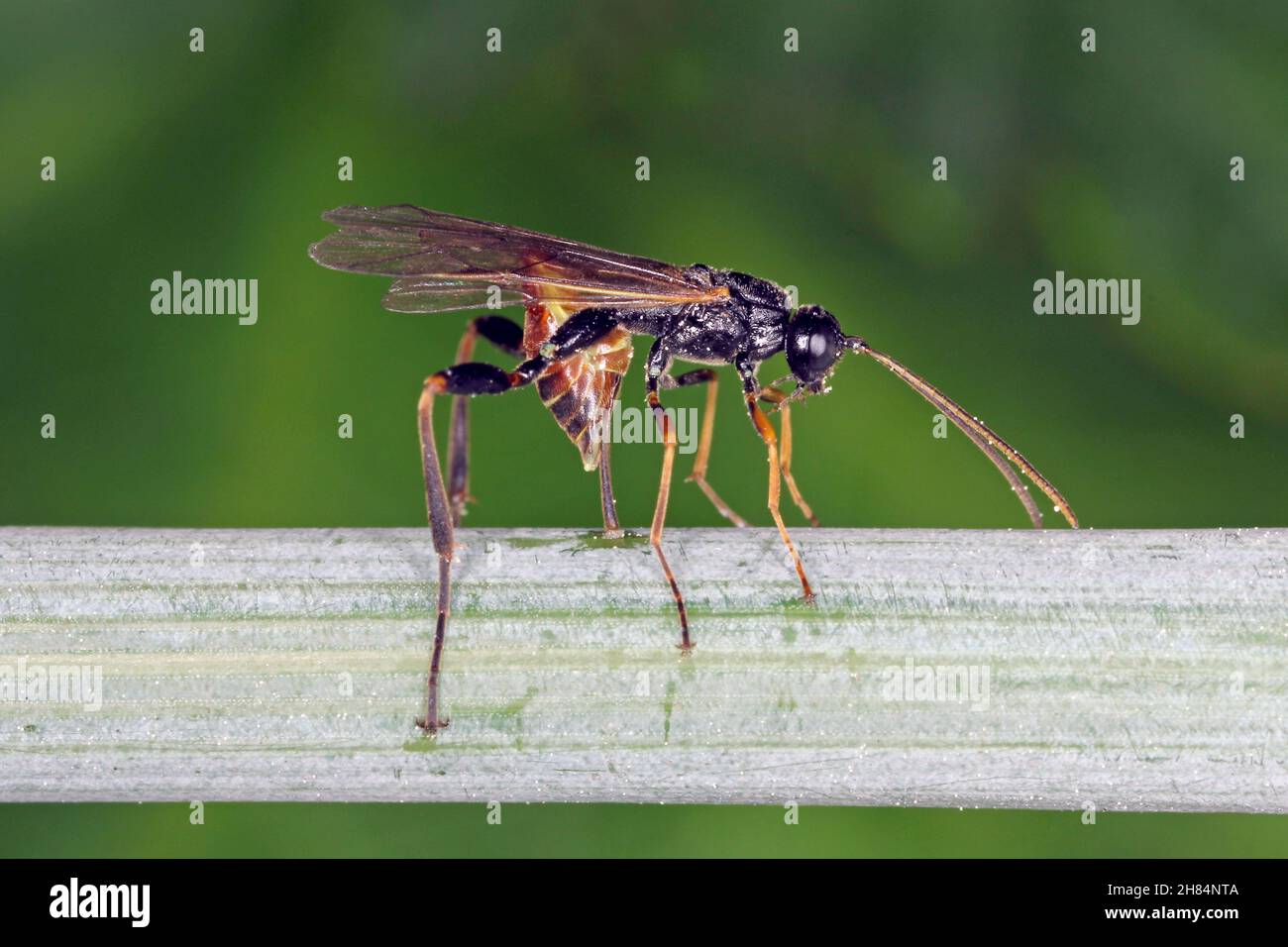 Cephus cinctus hi-res stock photography and images - Alamy