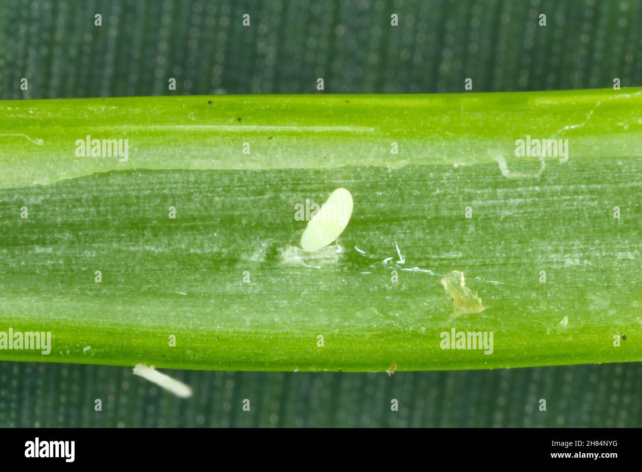 Stem Borer High Resolution Stock Photography and Images - Alamy