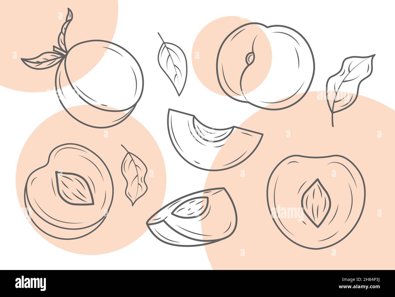 Set of line art peach Stock Vector Image & Art - Alamy