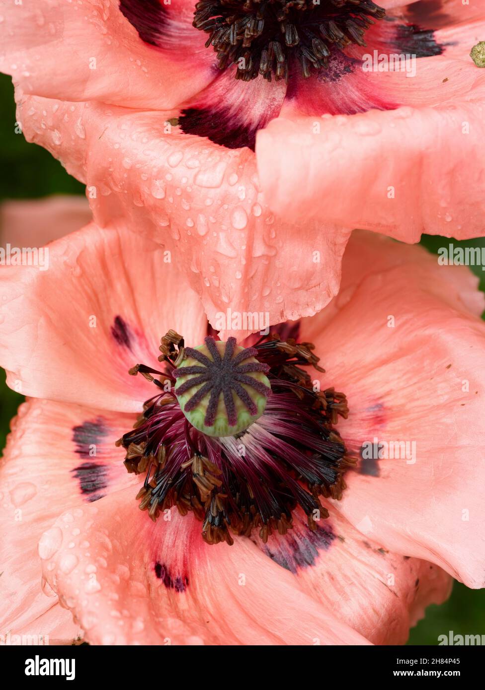 Garden portrait of delightful Papaver somniferum (Opium Poppy) flowers ...