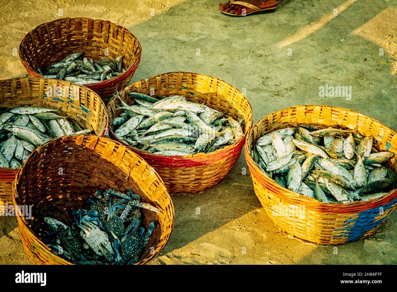 The catch, sustainable commercial fishing in Goa, India. Beachside ...