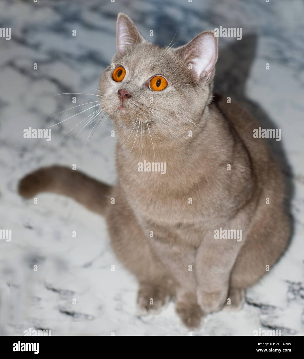 A Scottish fawn cat on a marble table, cats and cats in the house, pets ...