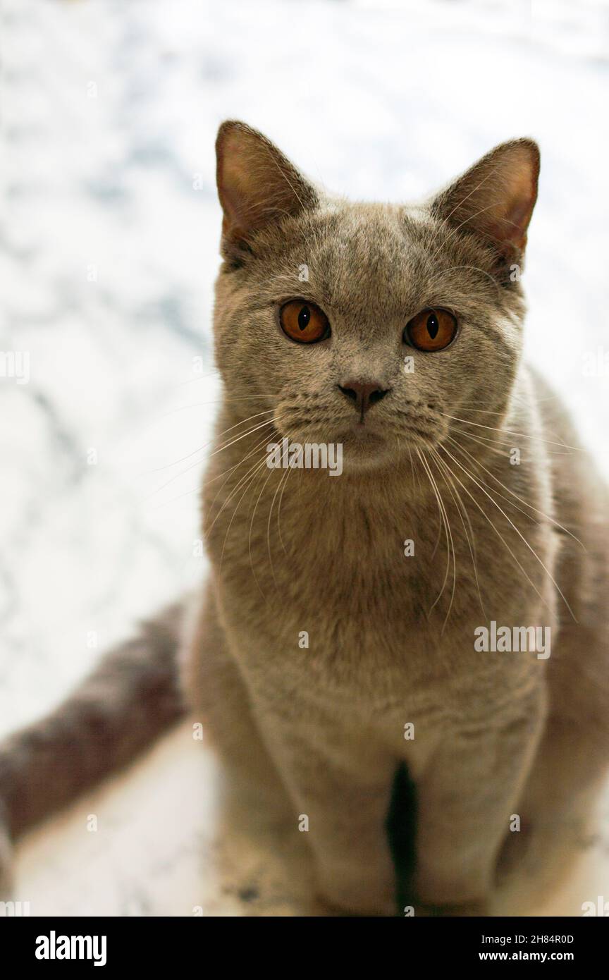 Lavender Colored Cat