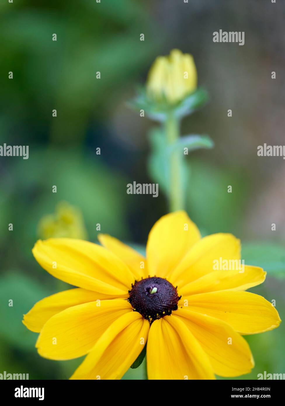 Delightful close up natural flower still life portrait of Rudbeckia ...