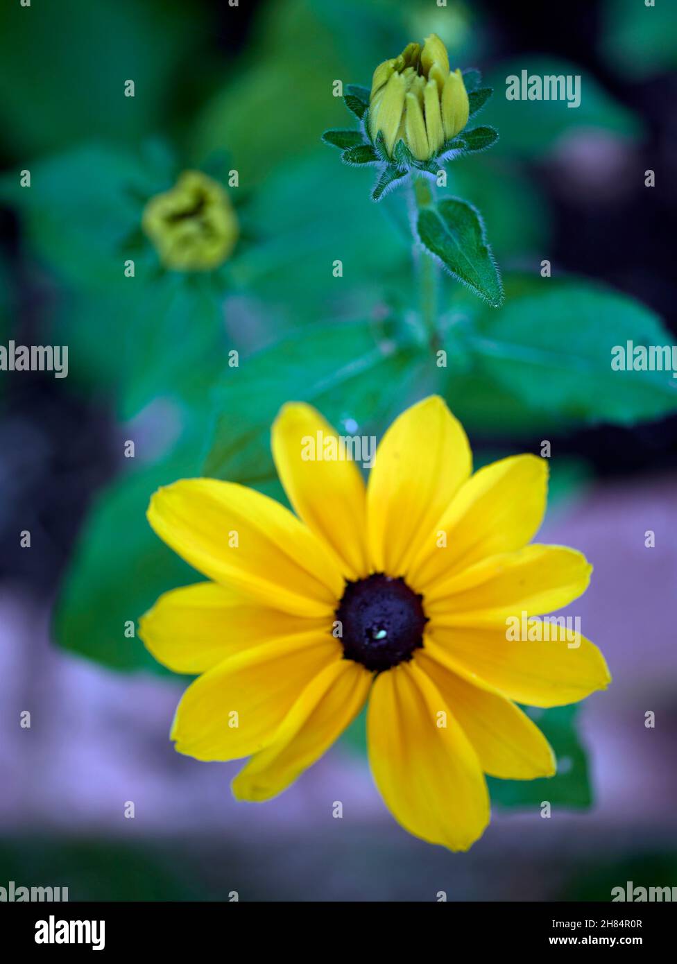 Delightful close up natural flower still life portrait of Rudbeckia ...