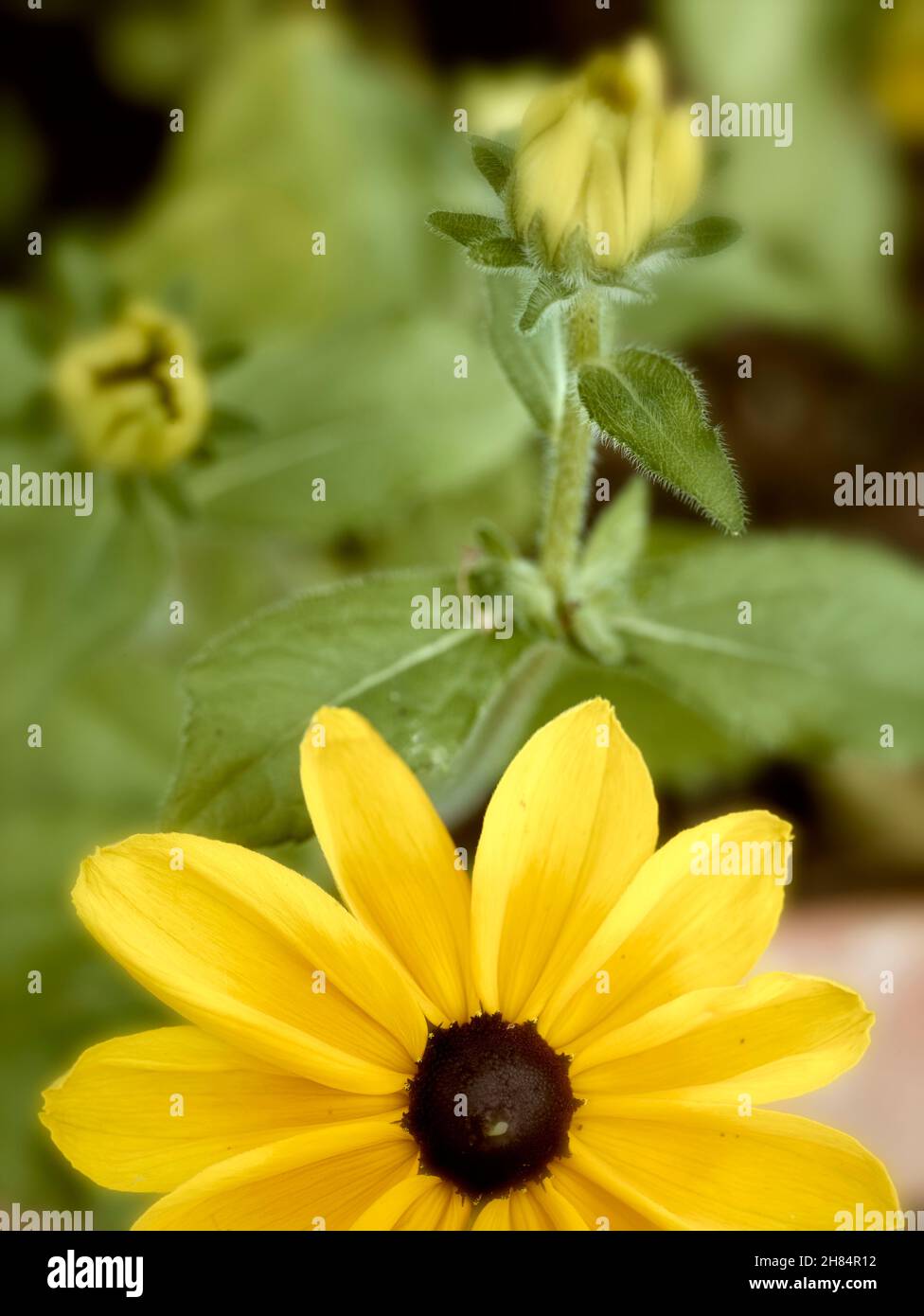 Delightful close up natural flower still life portrait of Rudbeckia ...