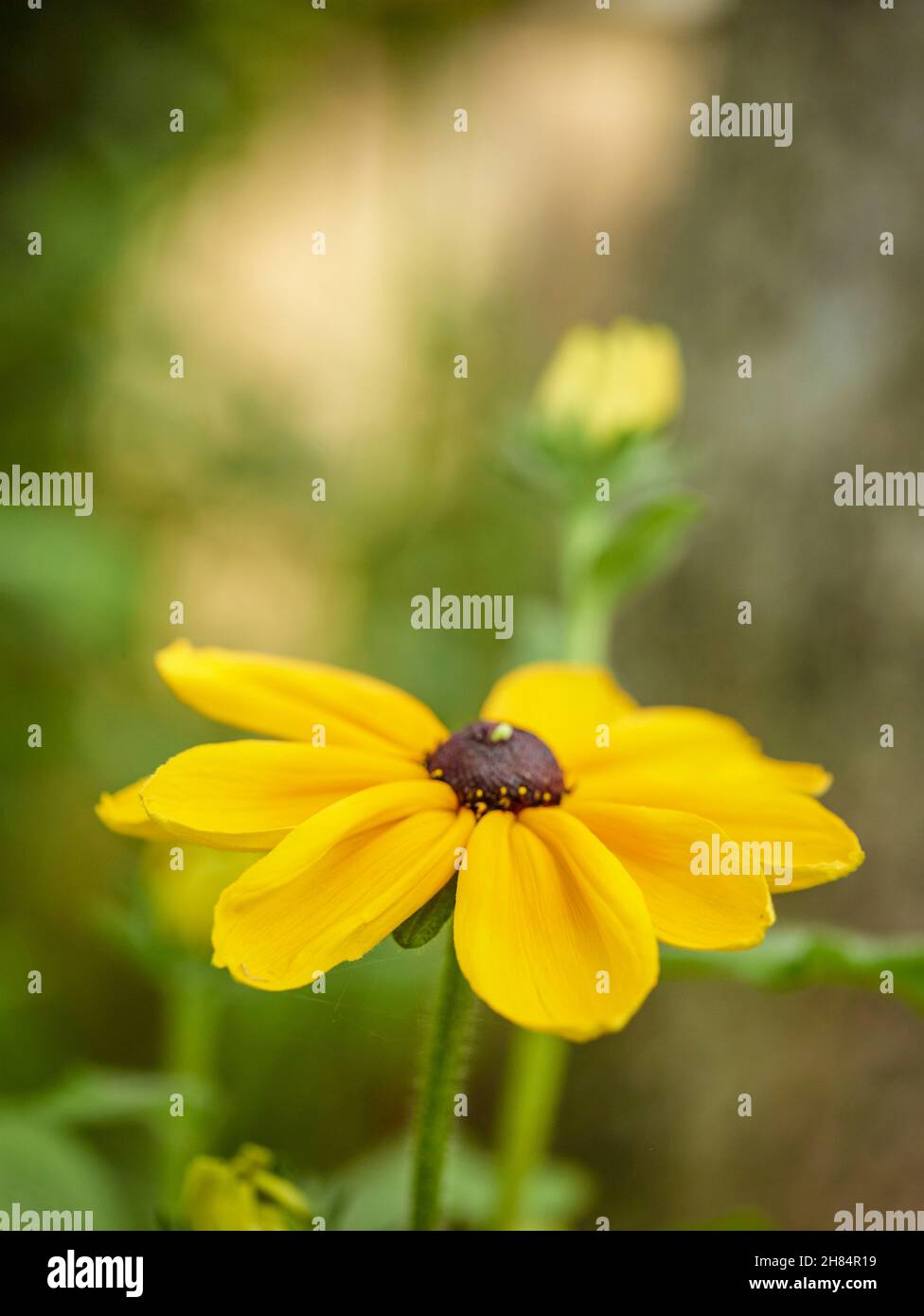 Delightful close up natural flower still life portrait of Rudbeckia ...