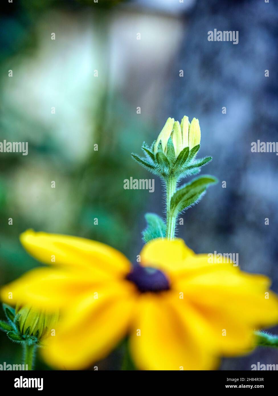 Delightful close up natural flower still life portrait of Rudbeckia ...