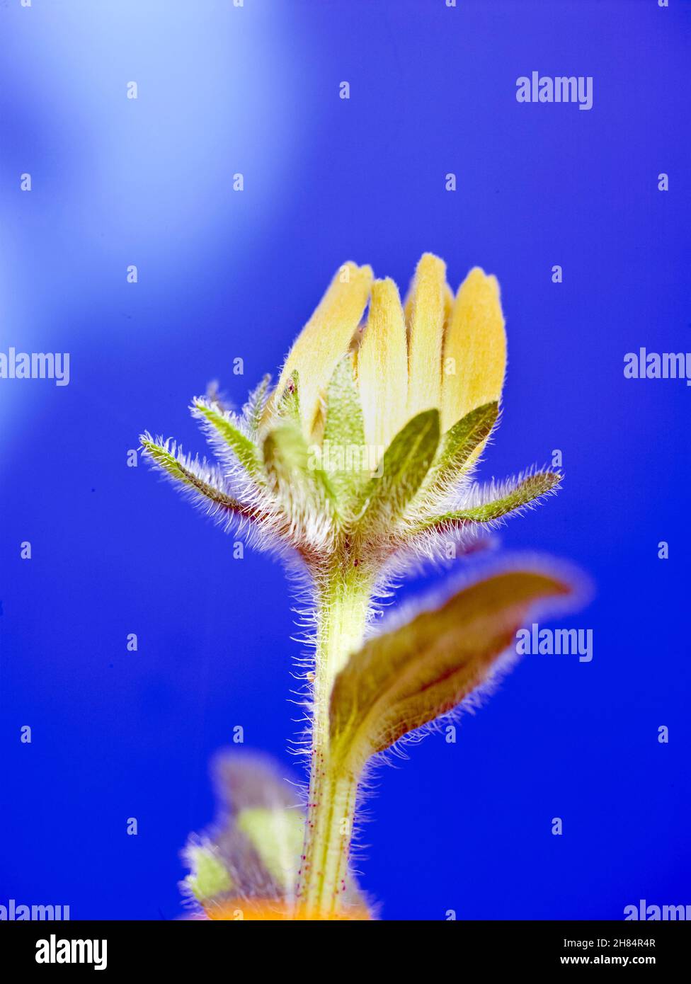 Delightful close up natural flower still life portrait of Rudbeckia ...
