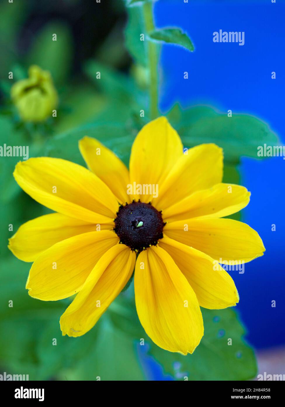 Delightful close up natural flower still life portrait of Rudbeckia ...
