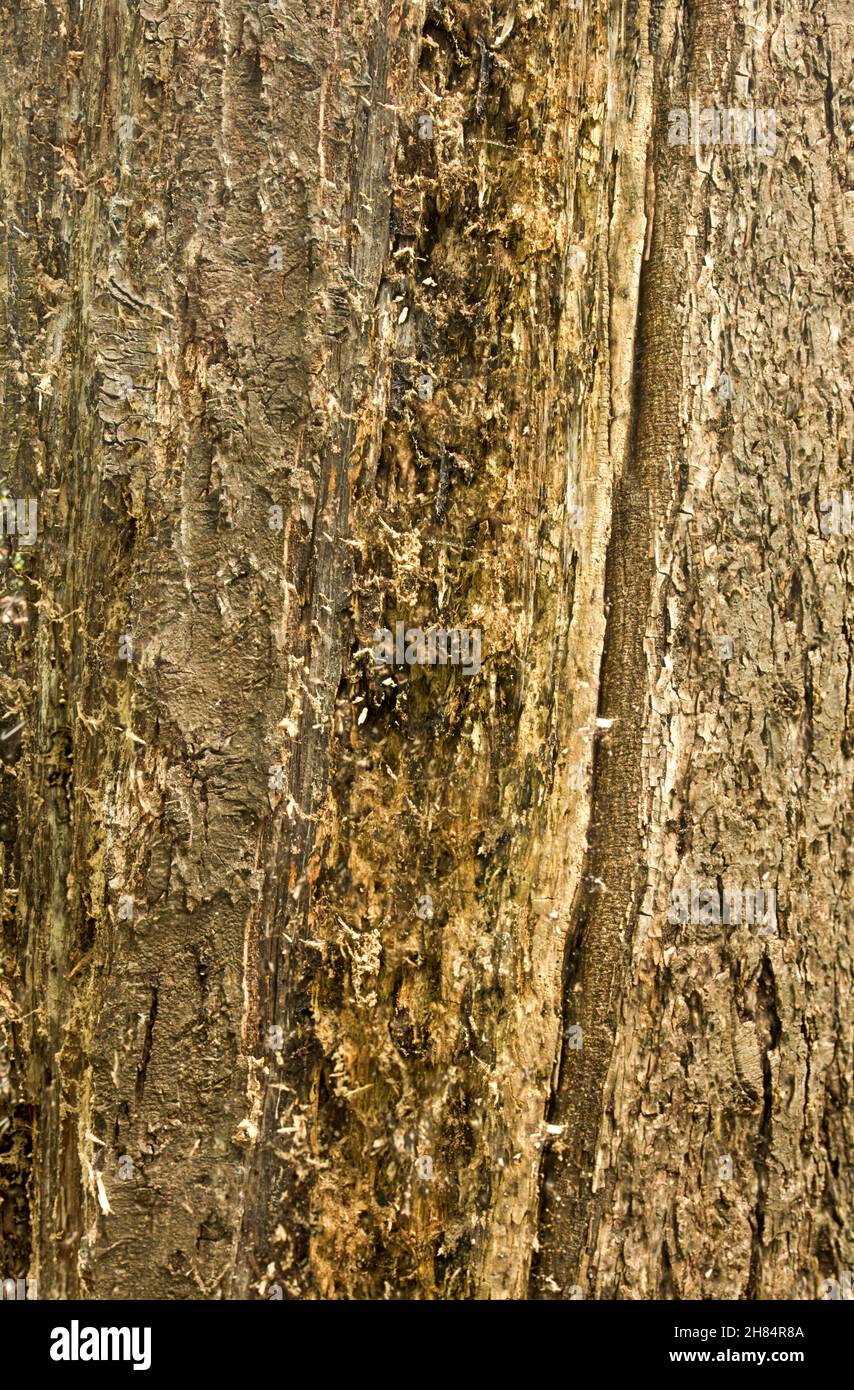 Chaotic natural patterns and textures formed as trees age and ...