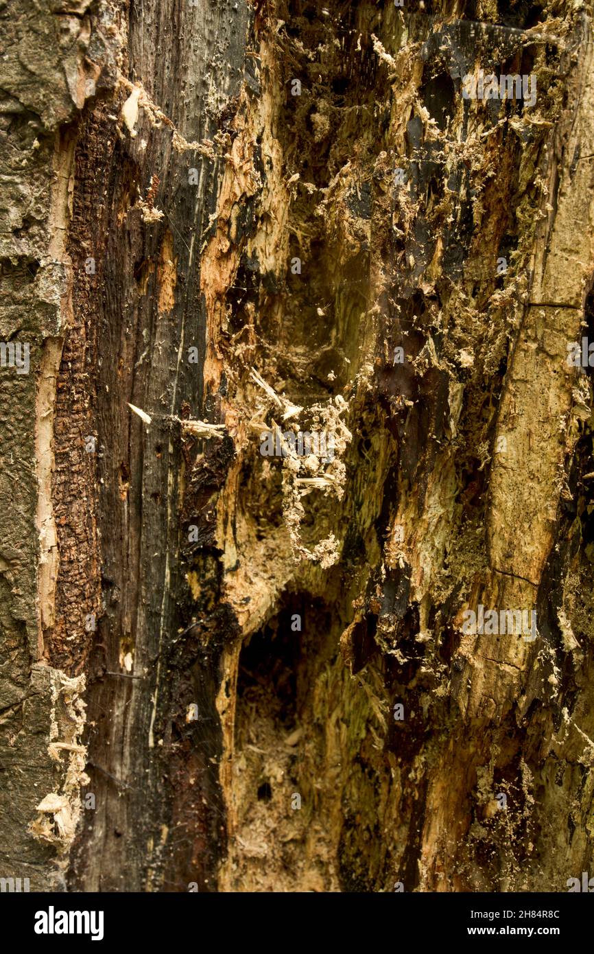 Chaotic natural patterns and textures formed as trees age and ...