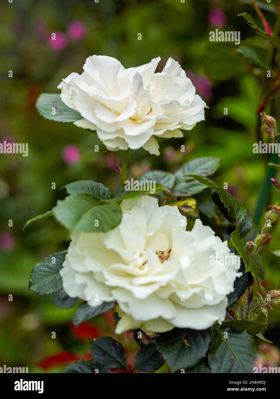 Beautiful romantic, close-up of white rose Stock Photo - Alamy