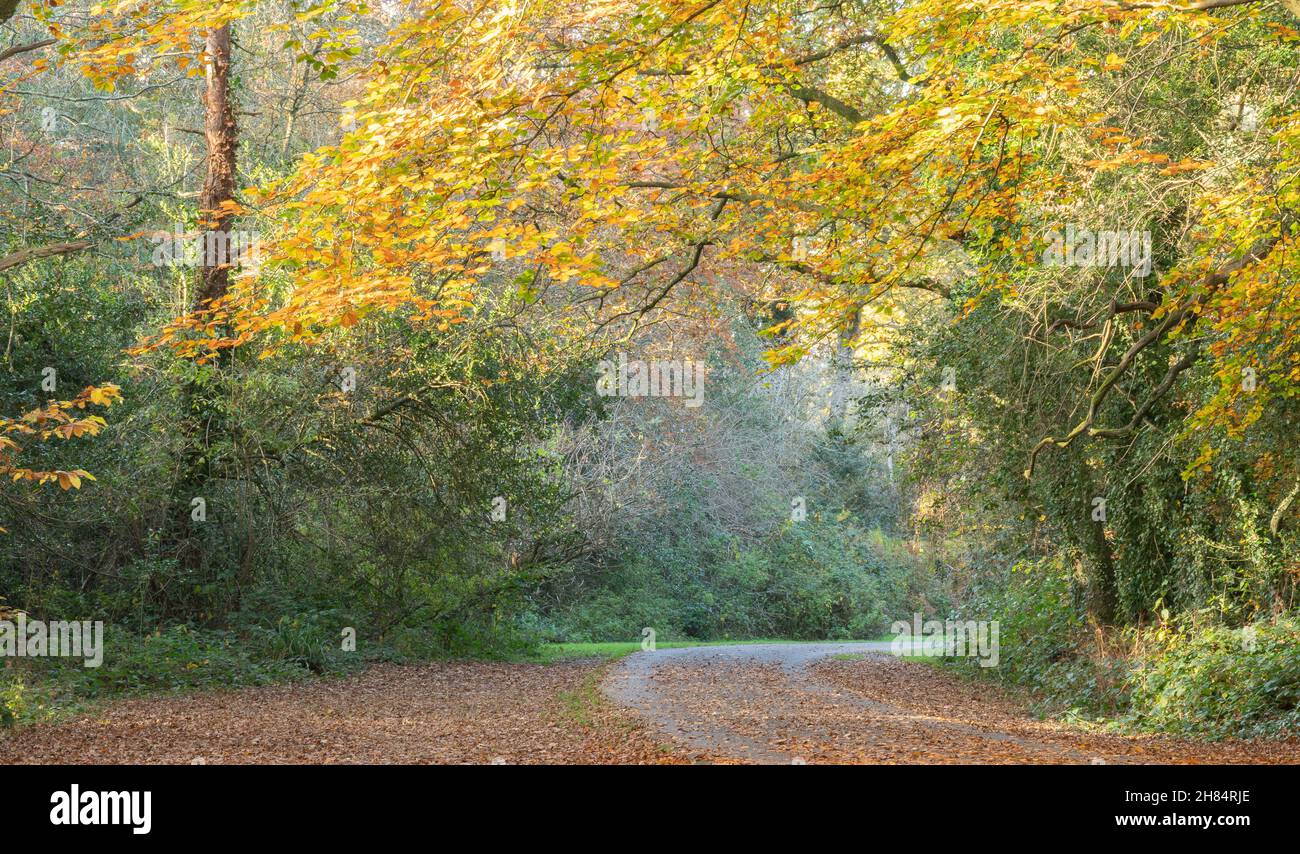 Autumn on Southampton Common Stock Photo - Alamy