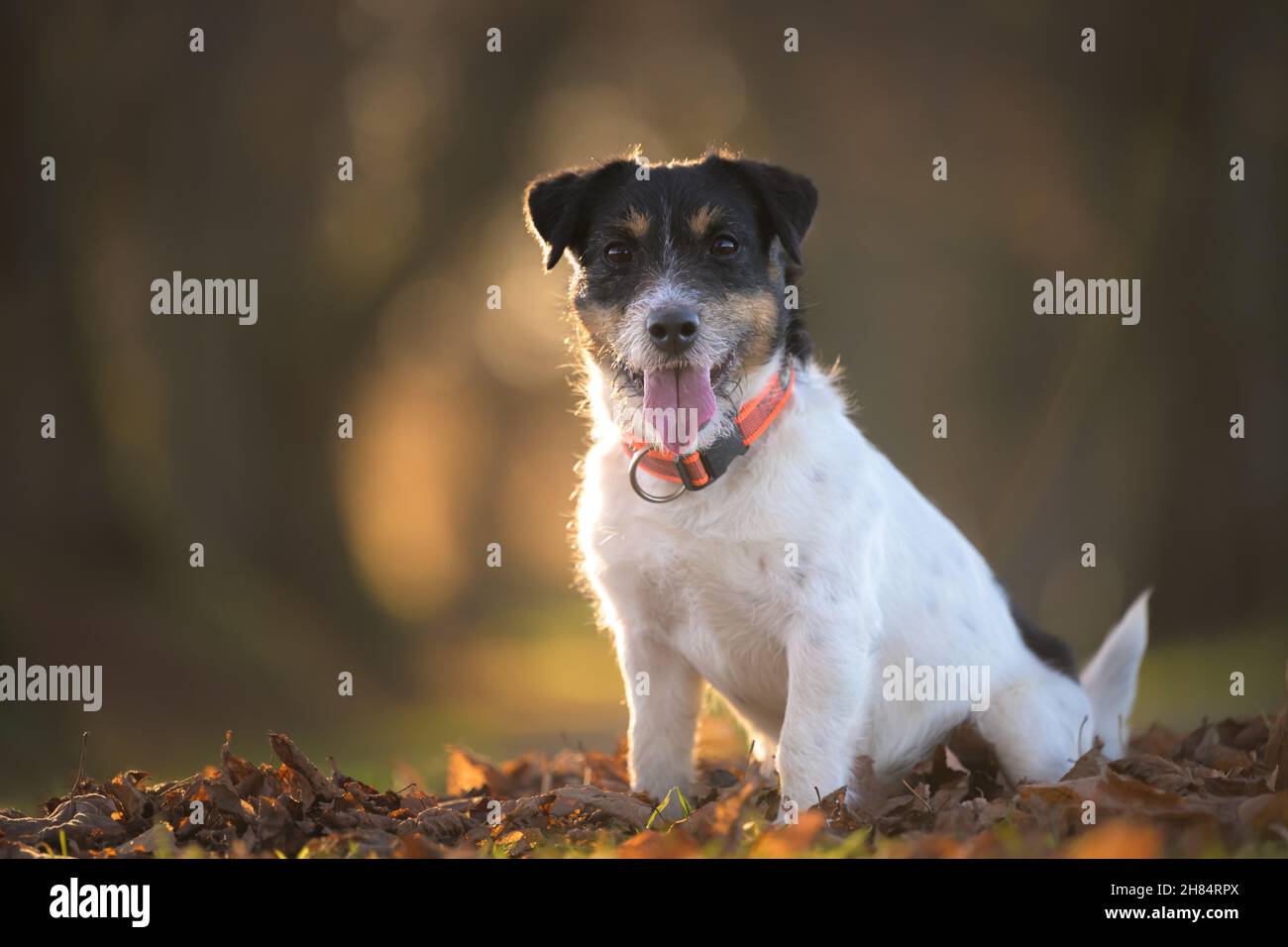 Charisma outdoor hi-res stock photography and images - Alamy
