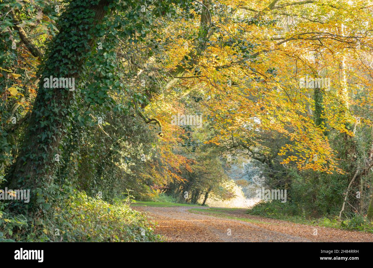 Soton common hi-res stock photography and images - Alamy