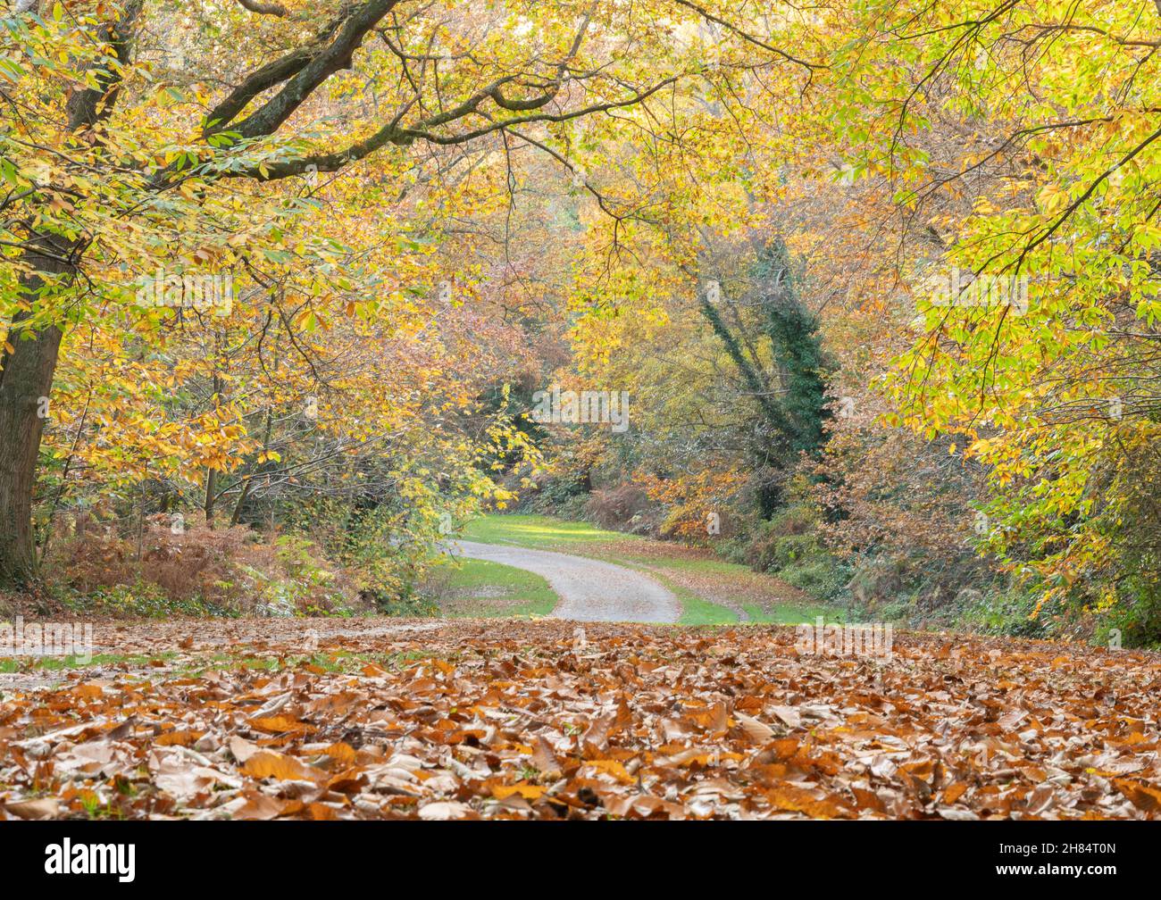 Autumn on southampton common hi-res stock photography and images - Alamy