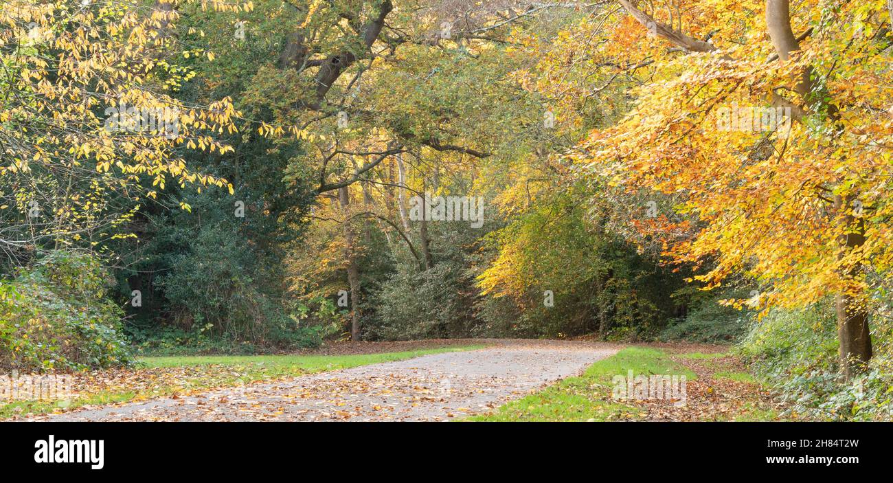 Autumn on Southampton Common Stock Photo - Alamy