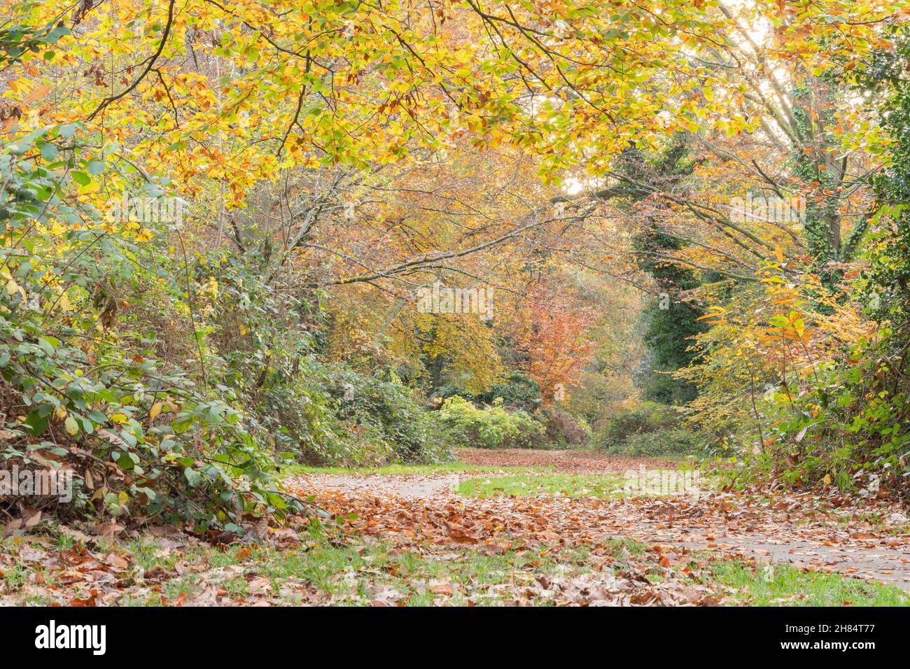 Soton common hi-res stock photography and images - Alamy