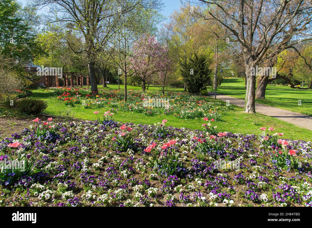 Flower beds in a park in the spring sunshine Stock Photo - Alamy