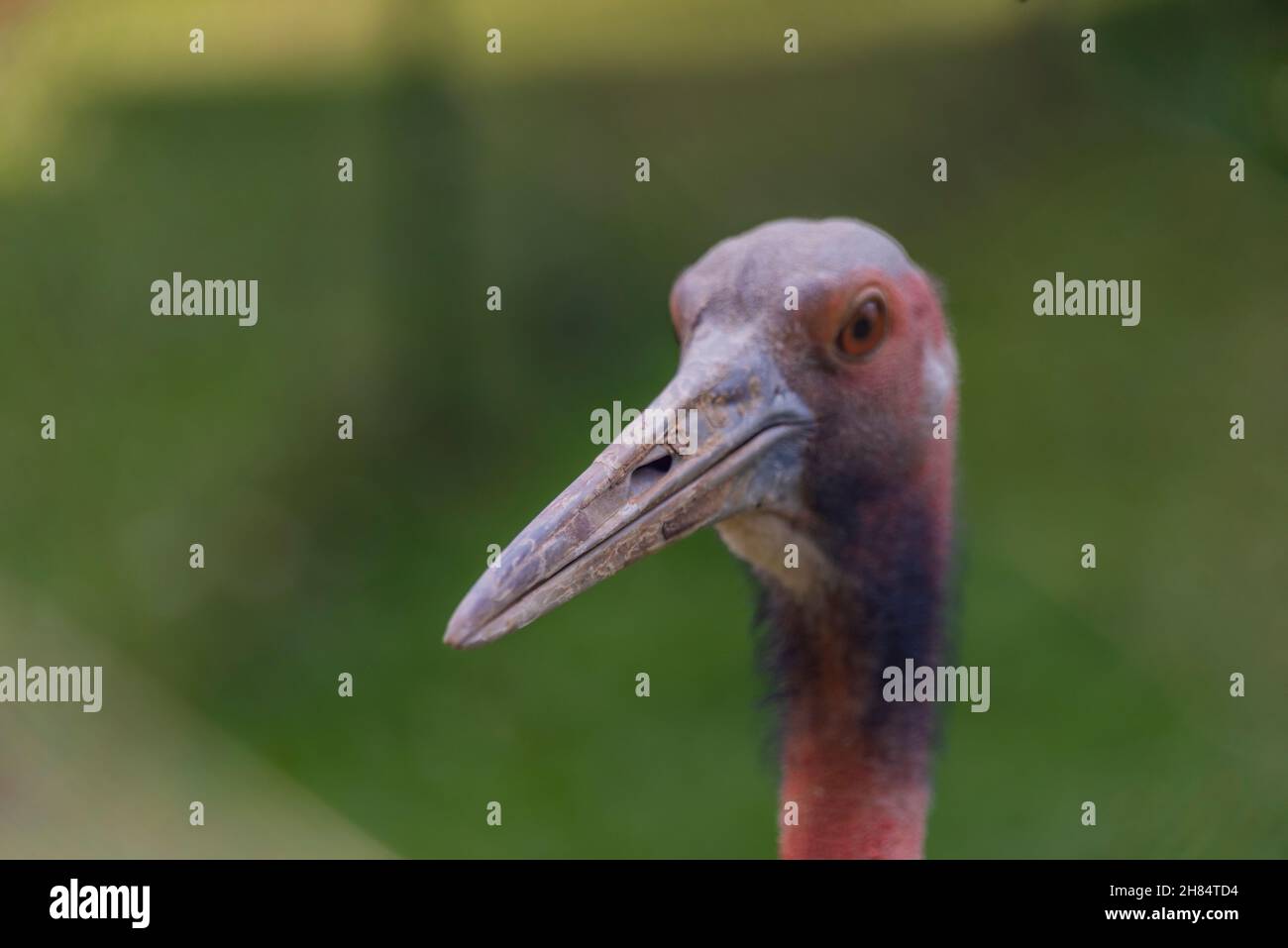 Big color bird with long beak and red head Stock Photo - Alamy