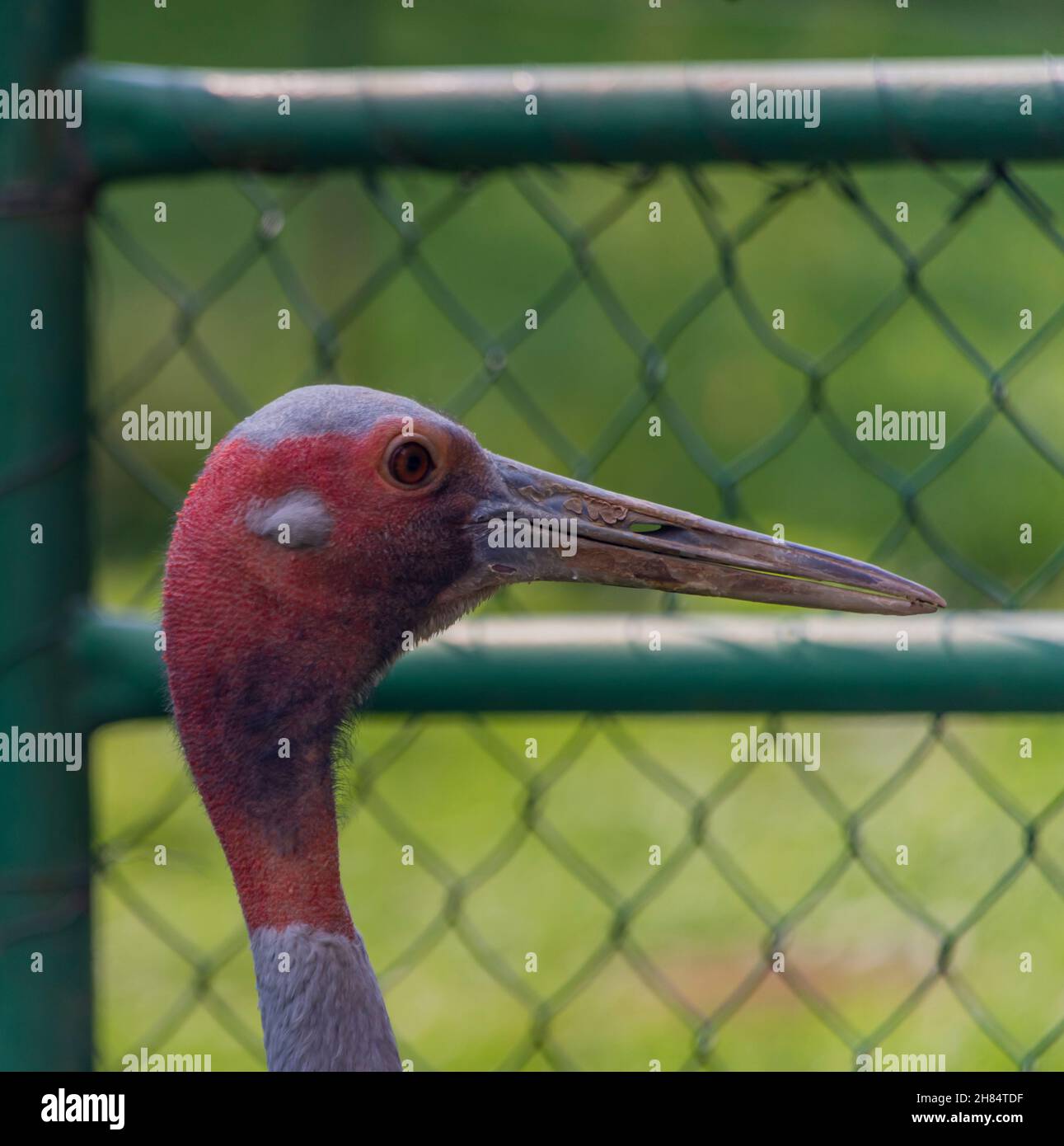 Bird with long beak hi-res stock photography and images - Alamy