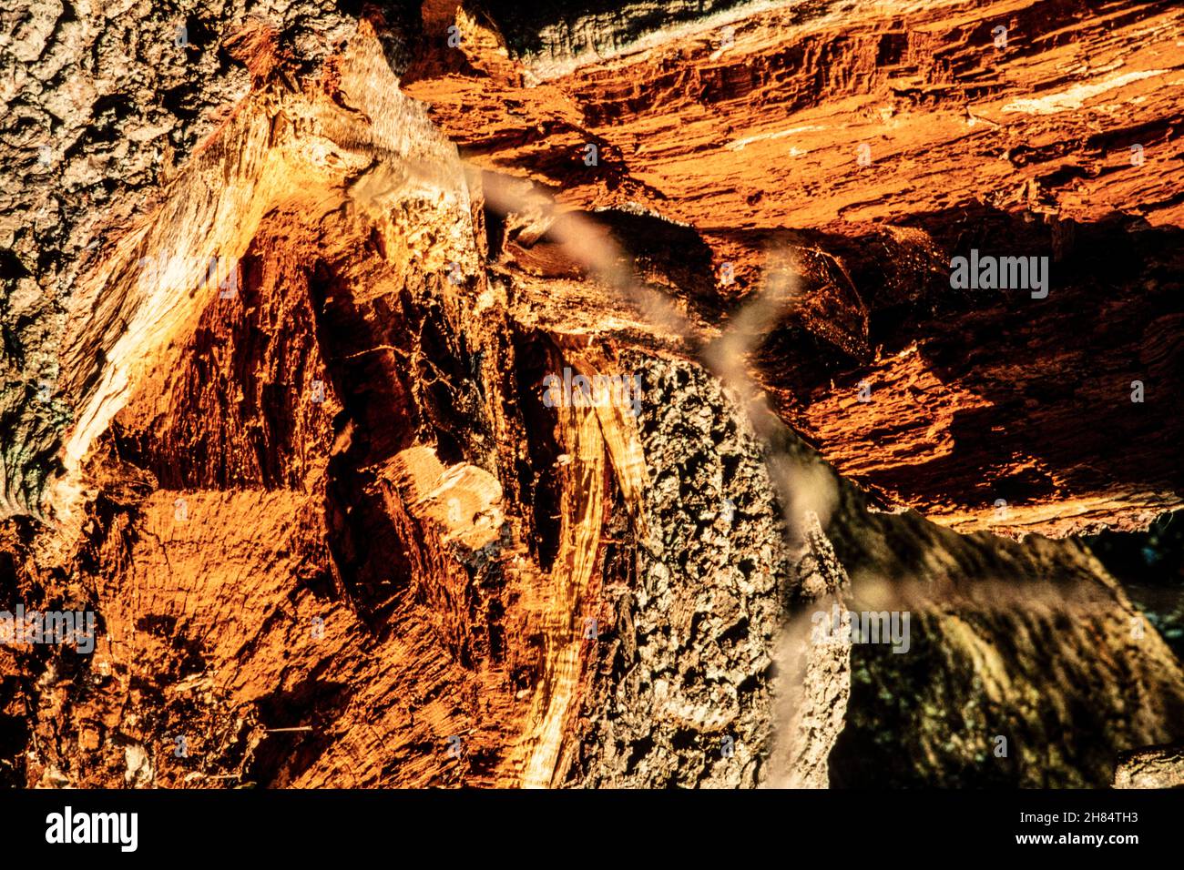 Chaotic natural patterns and textures formed as trees age and ...