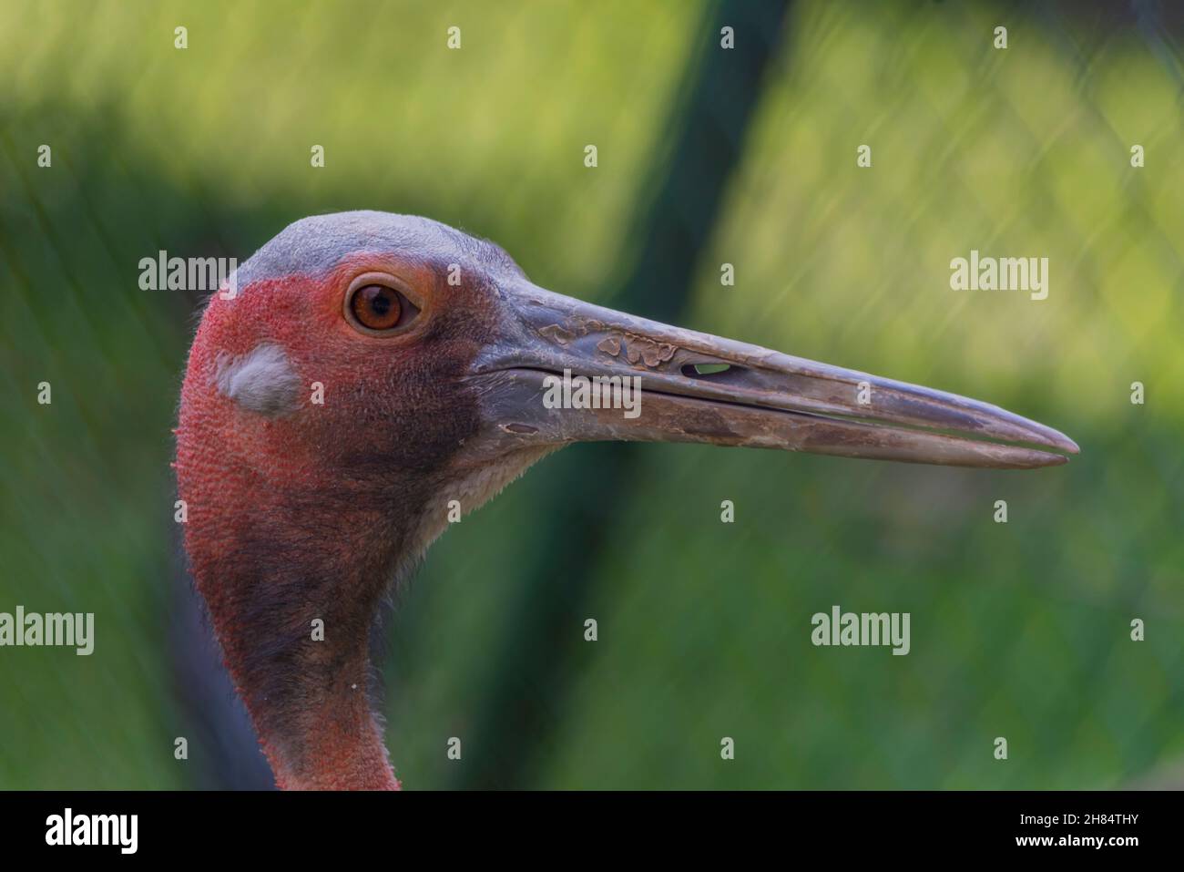 Big color bird with long beak and red head Stock Photo - Alamy