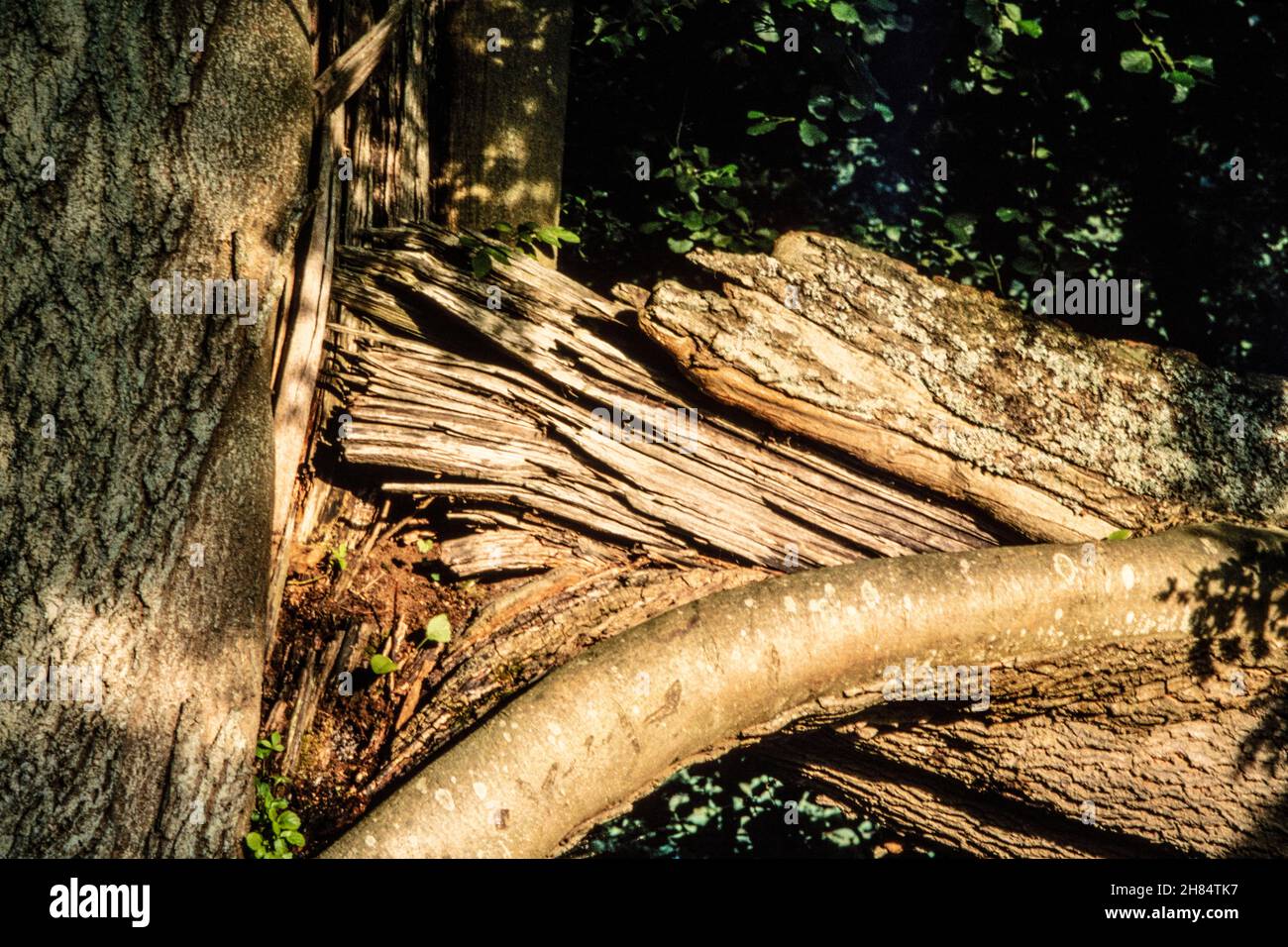 Chaotic natural patterns and textures formed as trees age and ...