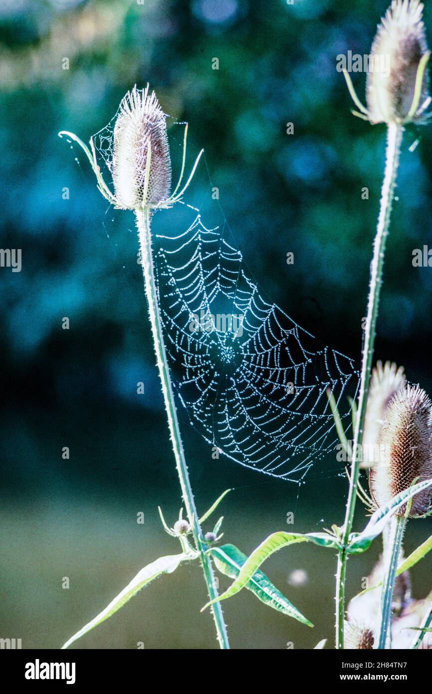 Structural Spiders web, natural patterns and structures in the natural ...