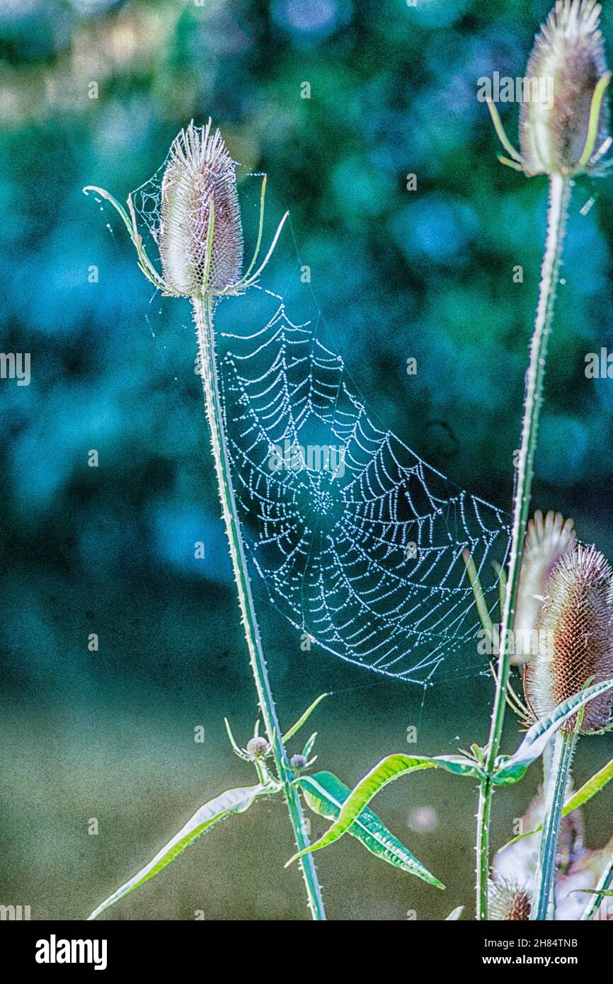Structural Spiders web, natural patterns and structures in the natural ...