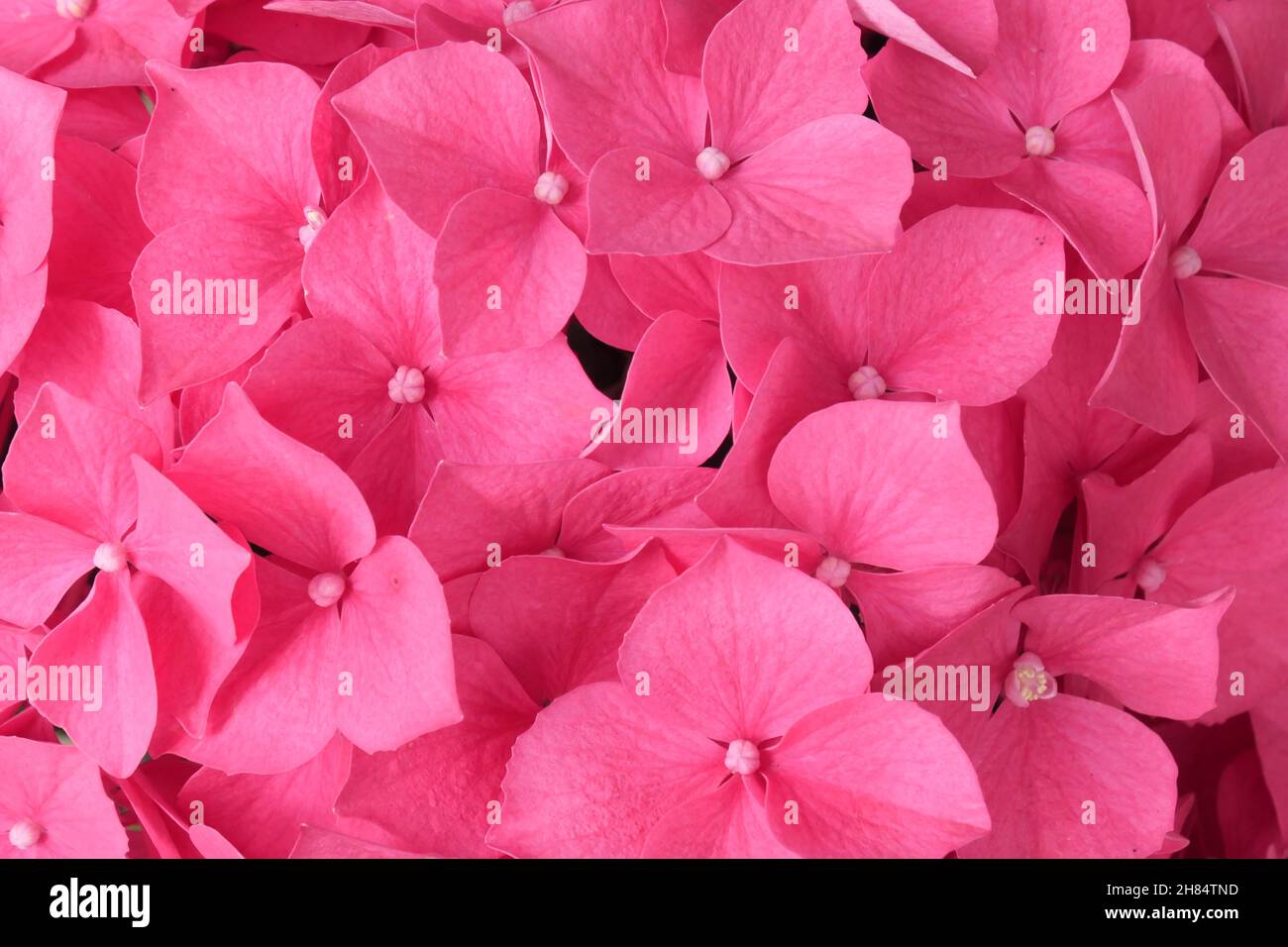 Pink eye catheter hi-res stock photography and images - Alamy