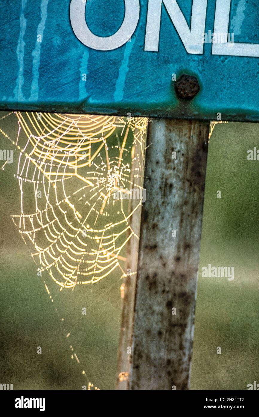 Structural Spiders web, natural patterns and structures in the natural ...