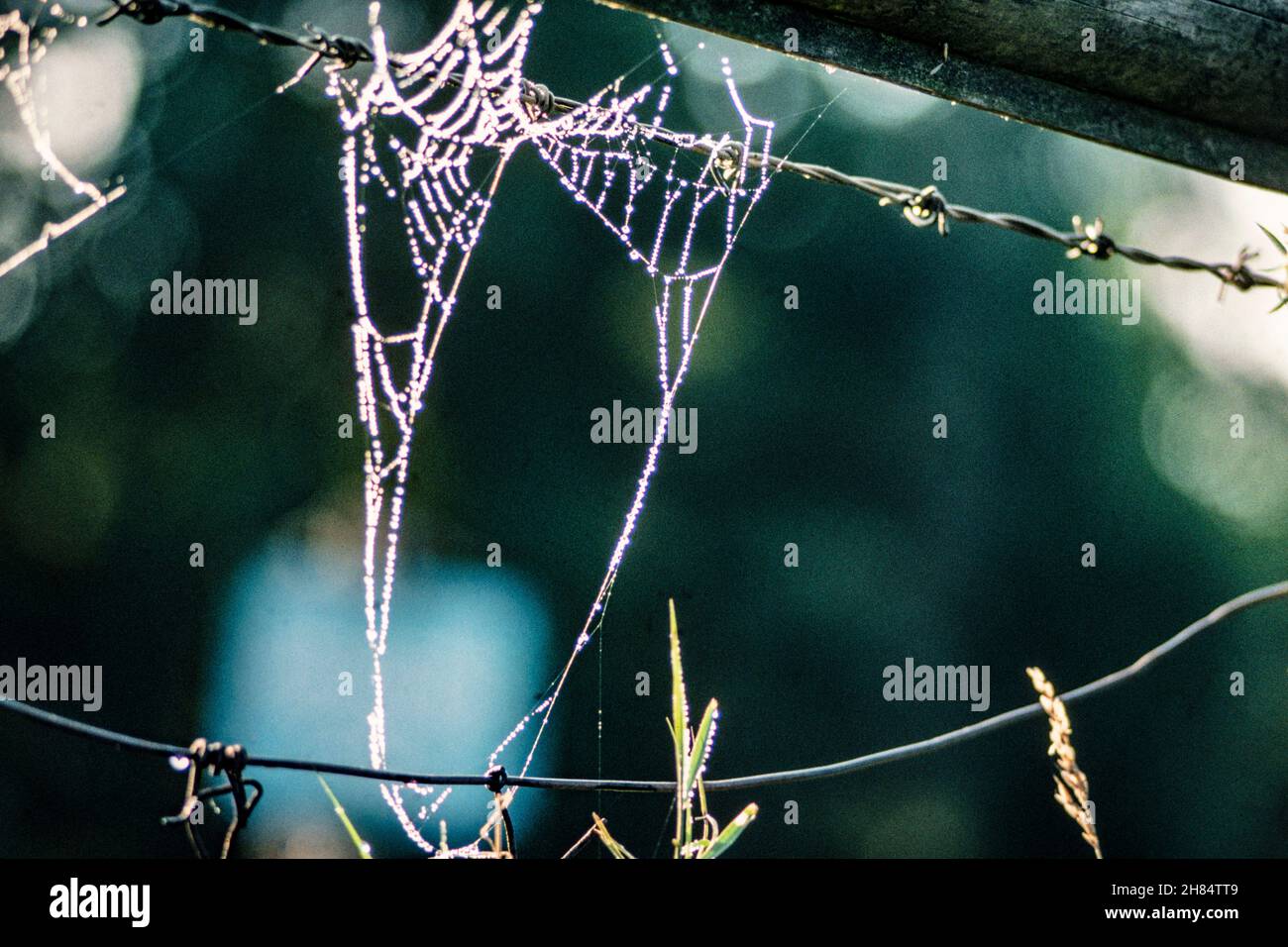 Structural Spiders web, natural patterns and structures in the natural ...