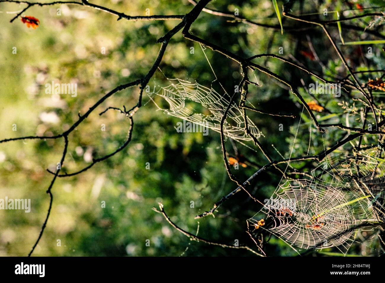 Structural Spiders web, natural patterns and structures in the natural ...