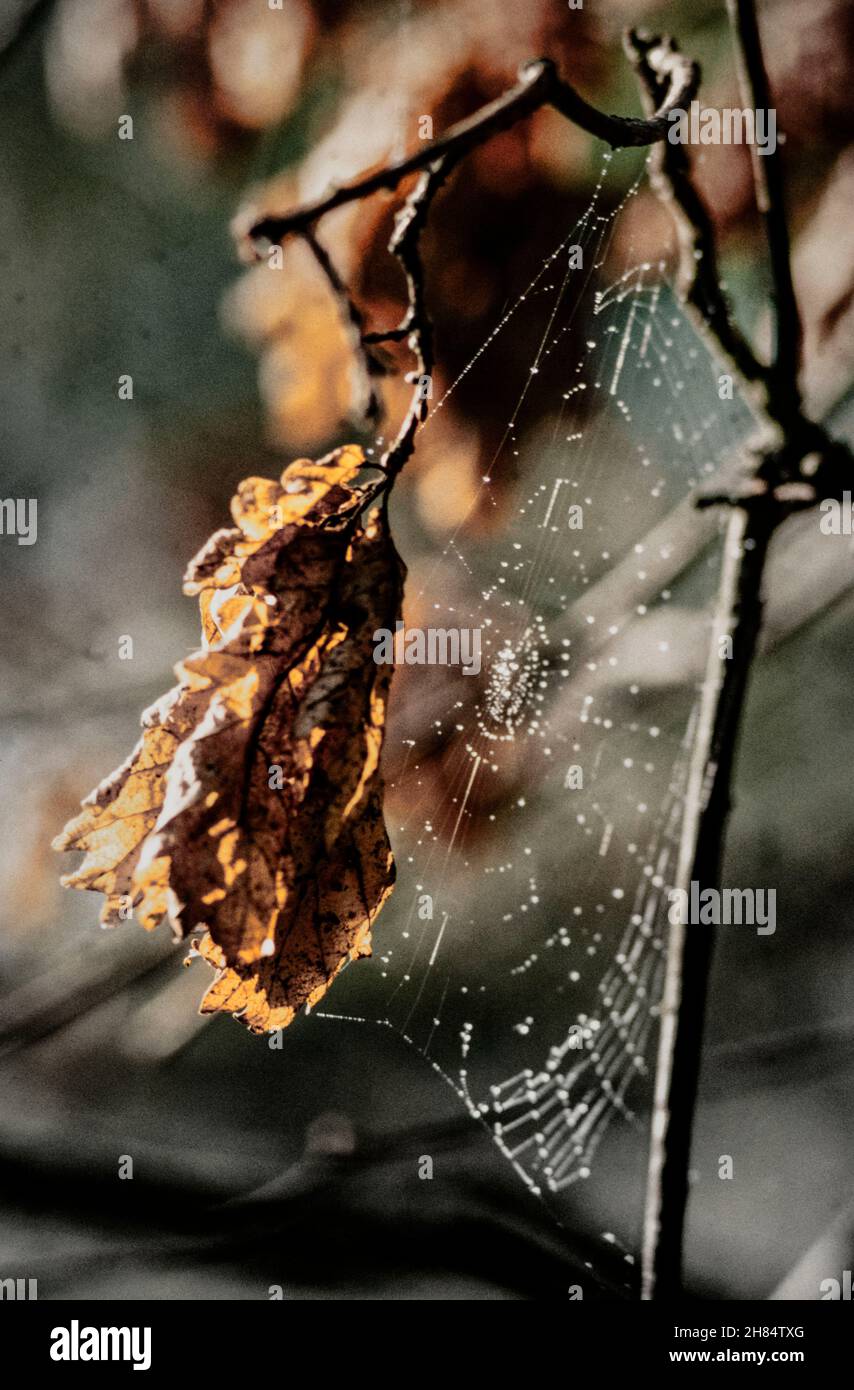 Structural Spiders web, natural patterns and structures in the natural ...