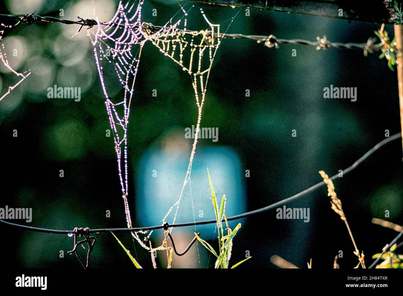 Structural Spiders web, natural patterns and structures in the natural ...