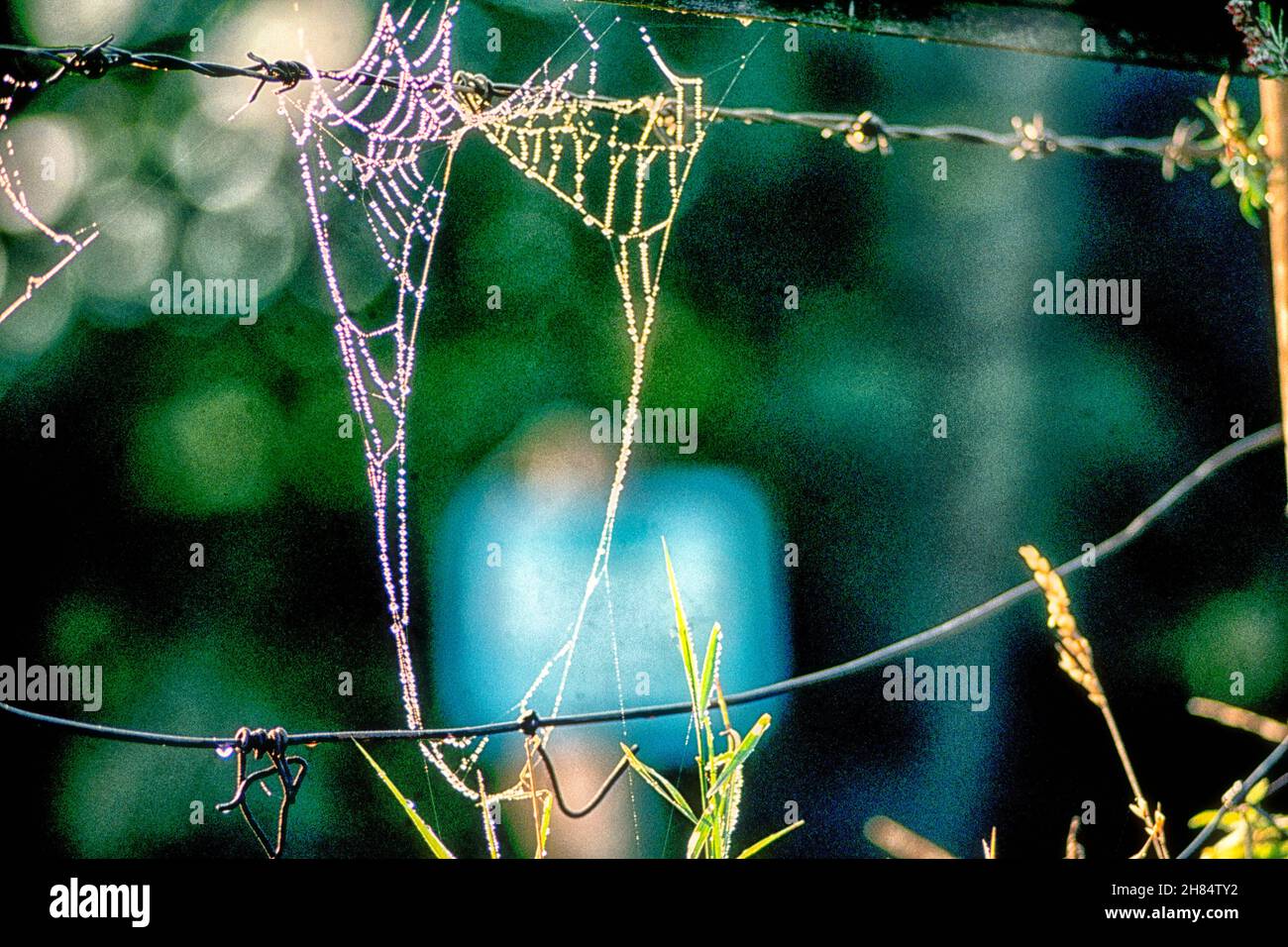 Structural Spiders web, natural patterns and structures in the natural ...