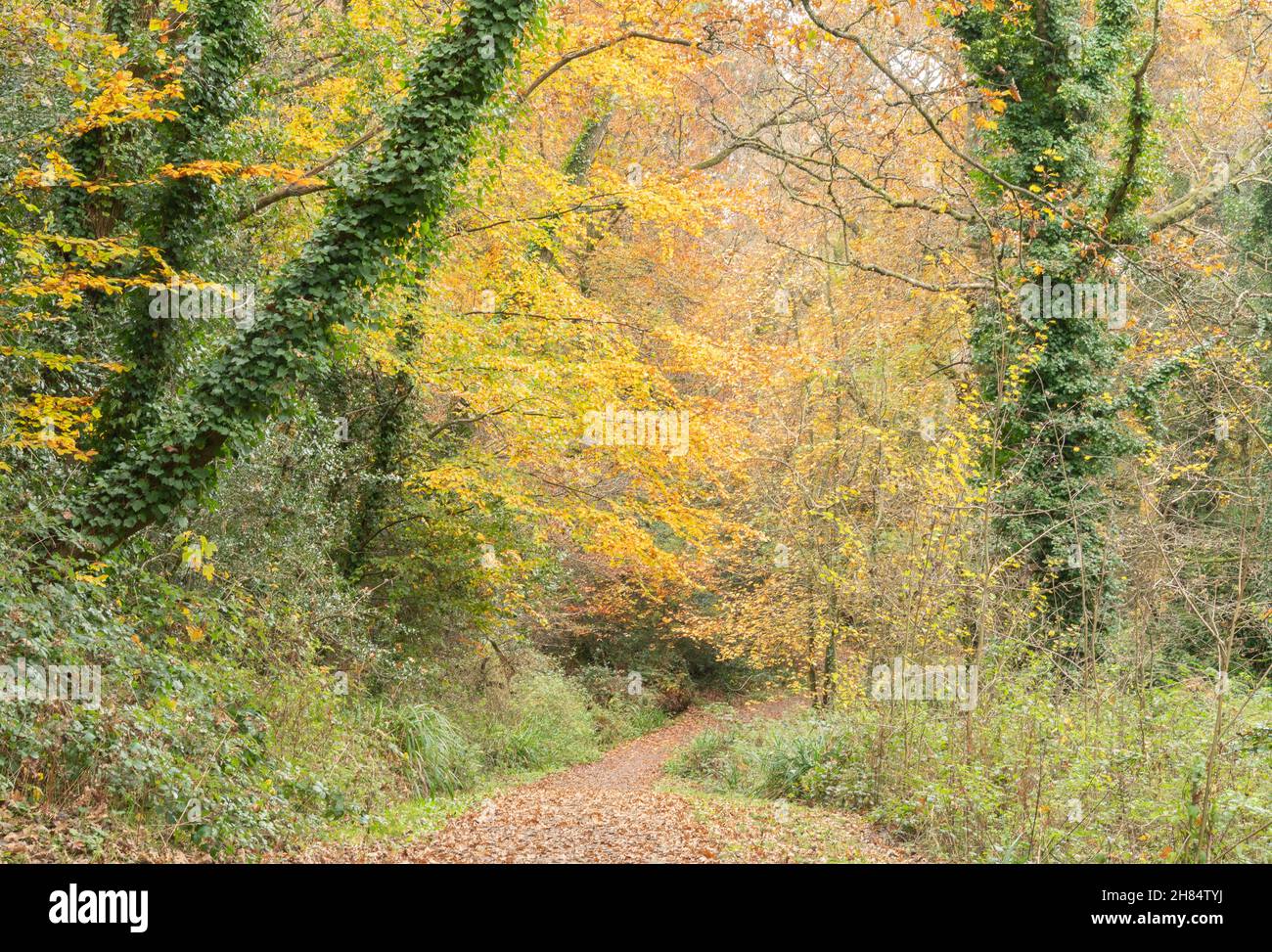 Autumn on Southampton Common Stock Photo - Alamy